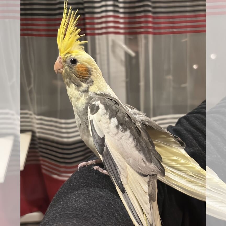 Попугай корелла птенец