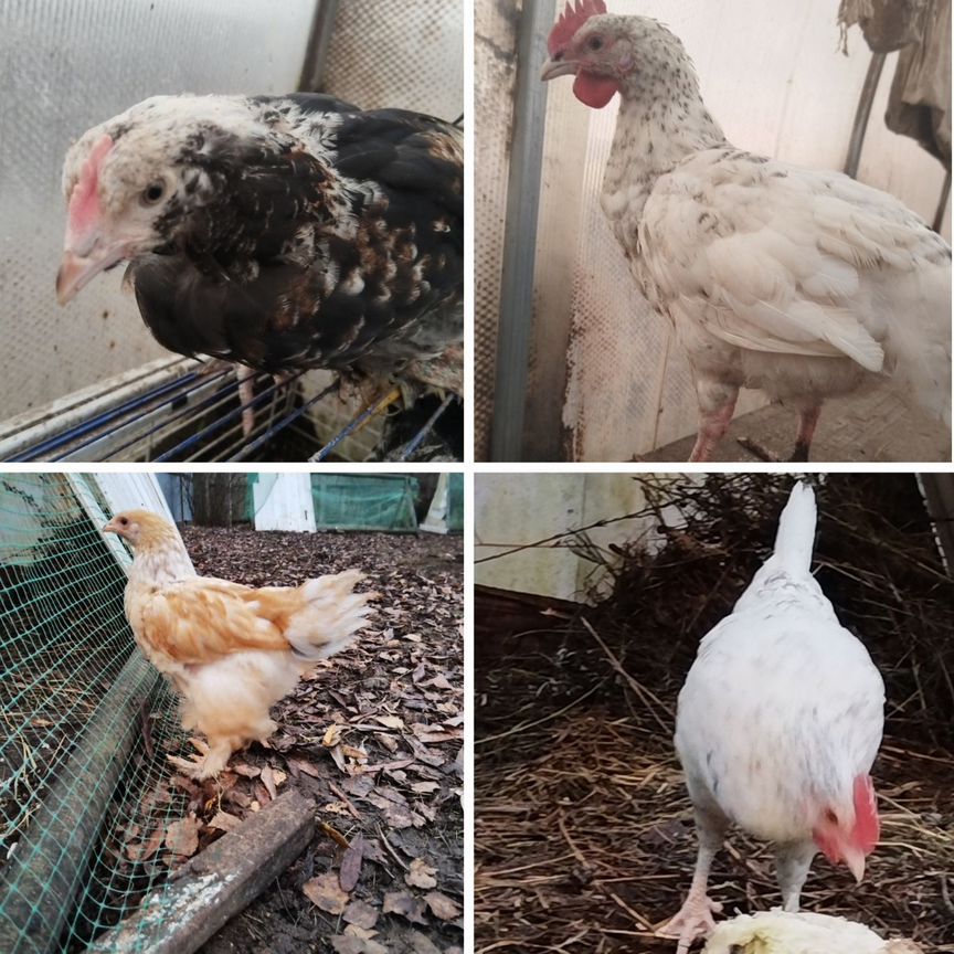 Красивые петухи