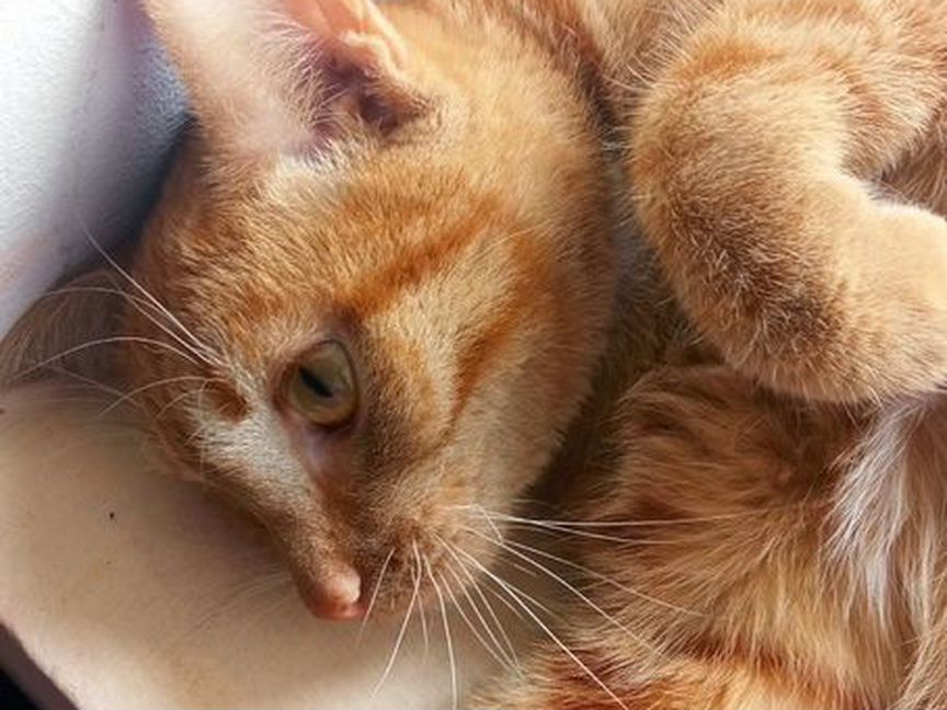 Спасите Рыжее Солнышко