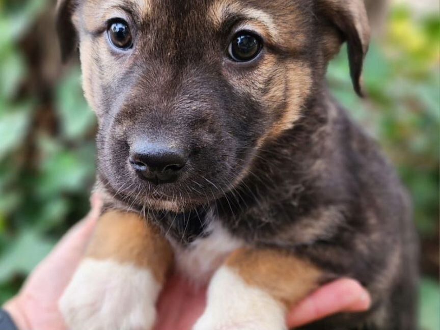 Щенок бесплатно