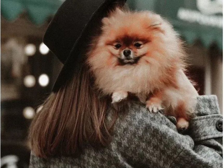 Померанский шпиц вязка кобель