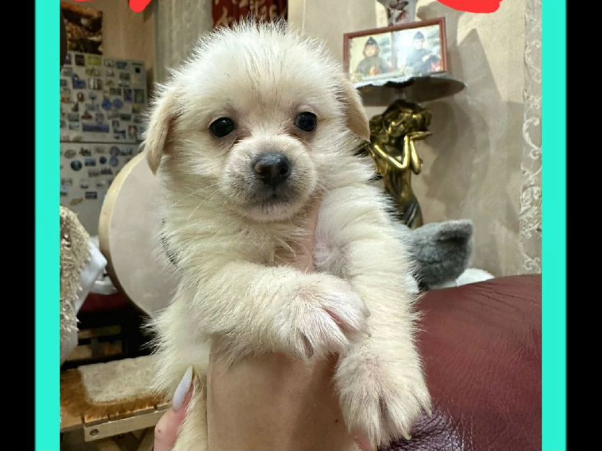 Красавчик макс чихо шпиц