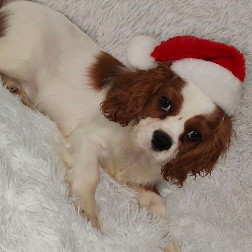 Кавалер кинг-чарльз-спаниель, щенок