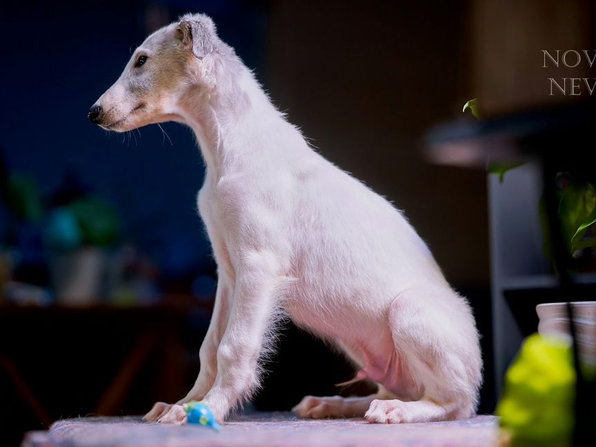 Мальчик русской борзой