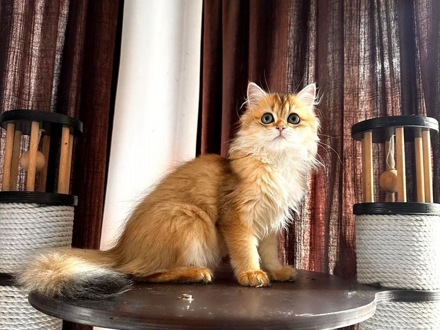 Британская золотая шиншилла