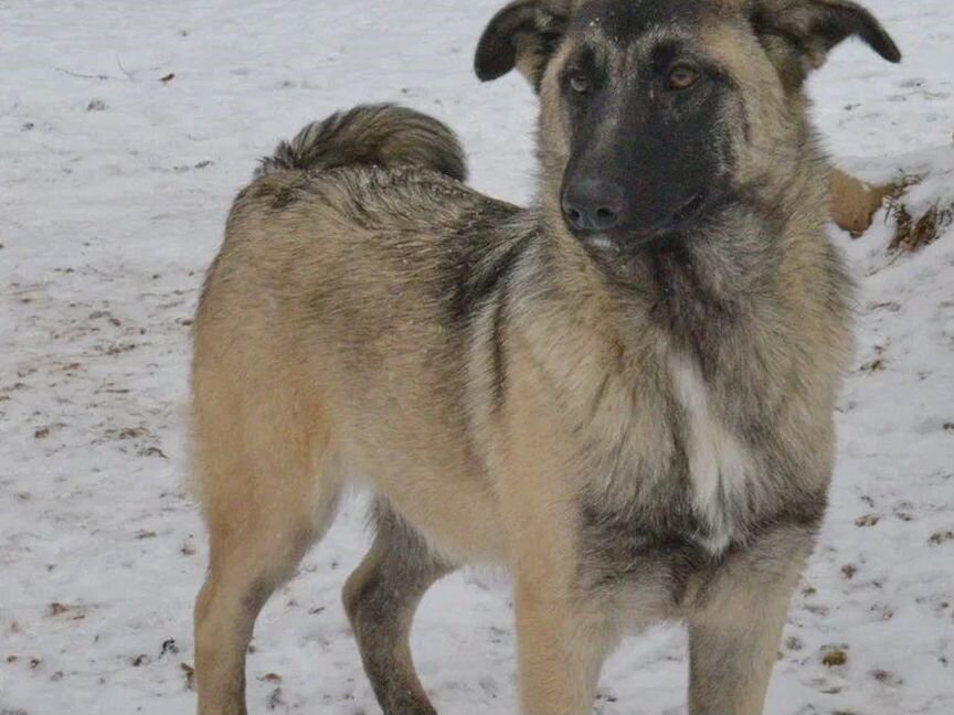 Ласковый щенок Стэн ищет дом