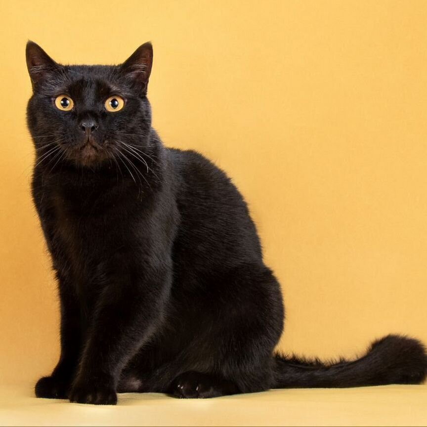 Романтичный кот Берлиоз в дар