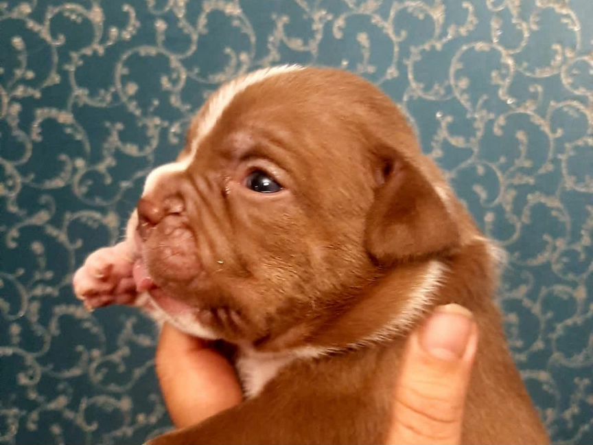 Раняя бронь Американский булли