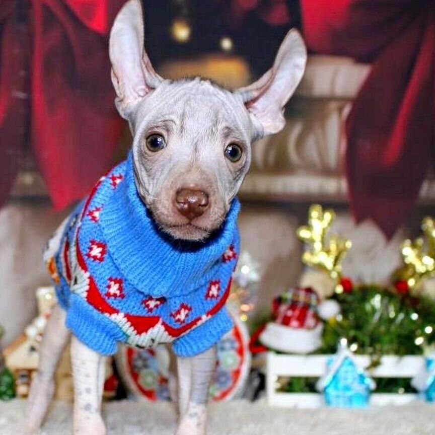 Мексиканская голая собака, щенок