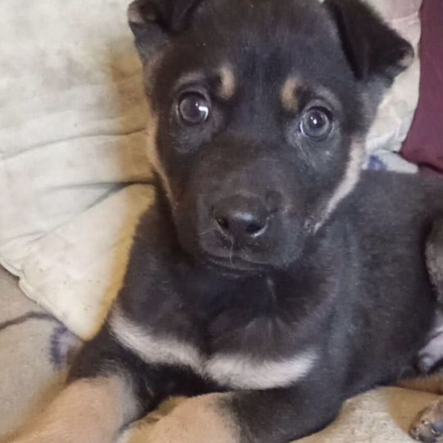 Щенок мальчик Тобик 1.5 мес бесплатно