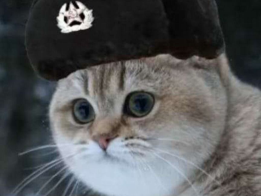 Боевой кот