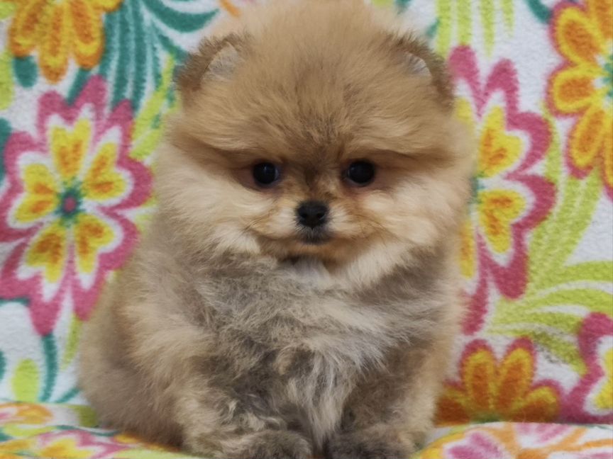 Померанский шпиц - щенки