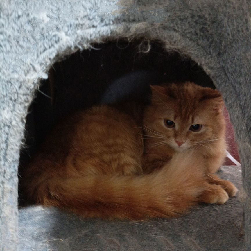 Кошка в добрые руки