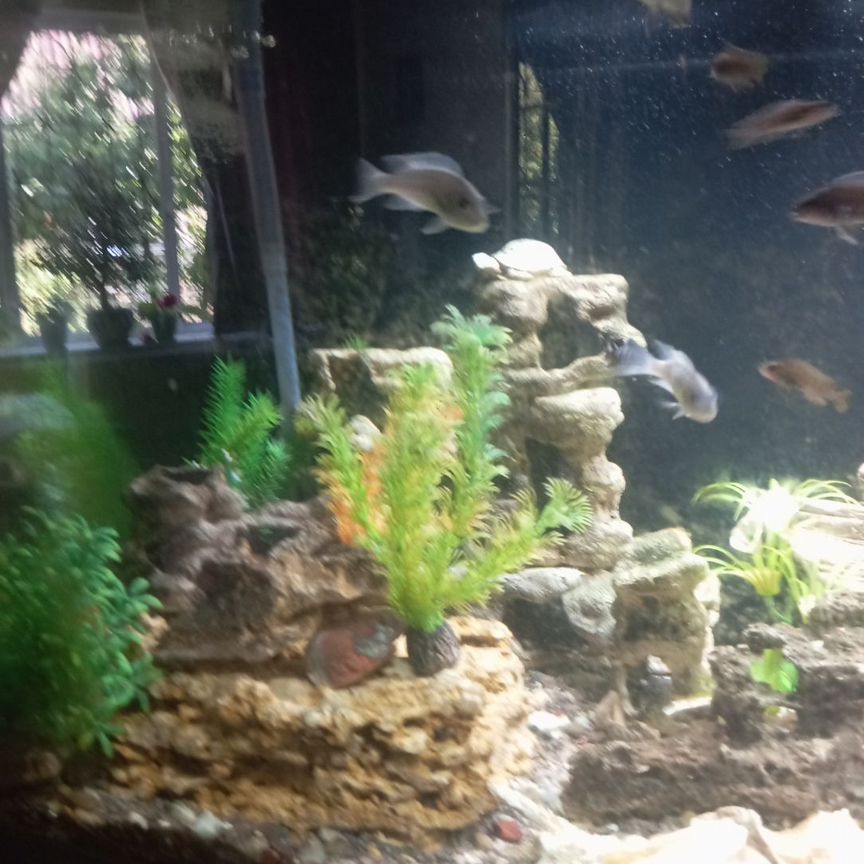 Аквариум с тумбой juwel 450