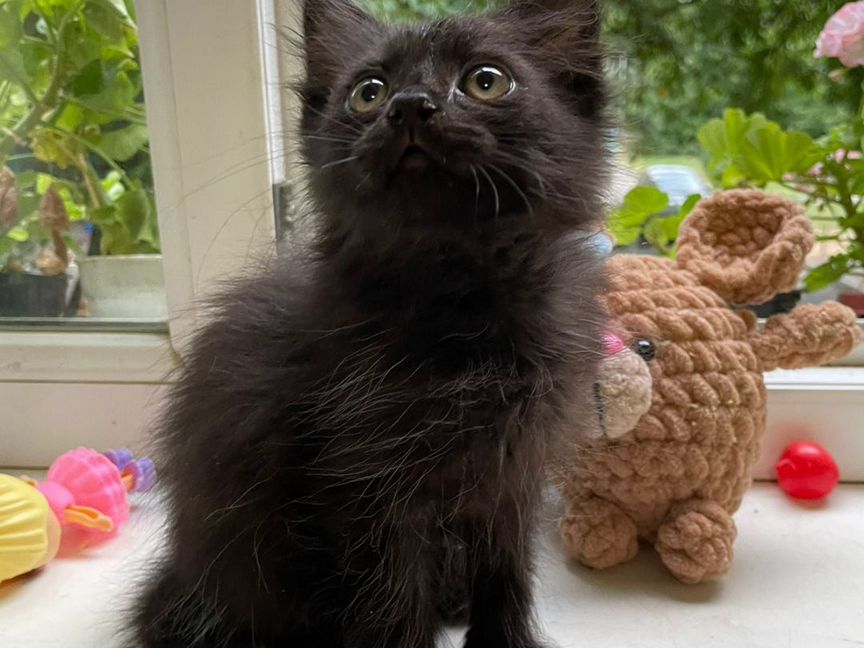 Котенок в добрые руки