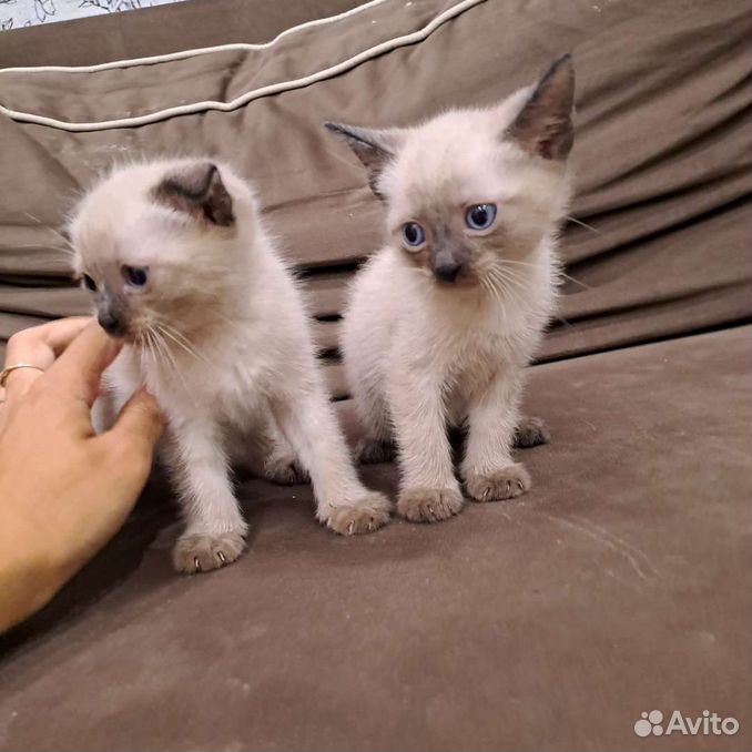 Котята в добрые руки сиамского окраса