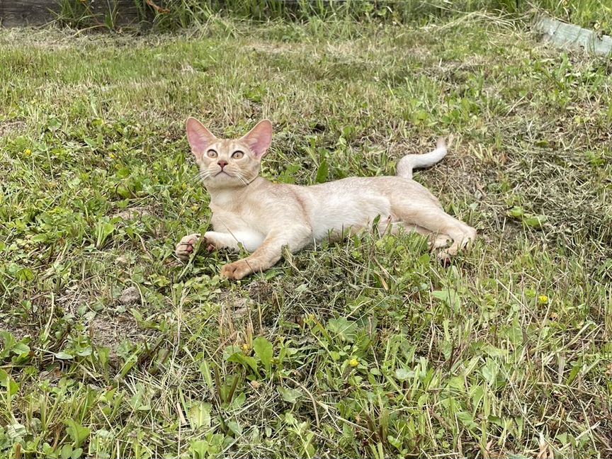 Кот выведенный из разведения