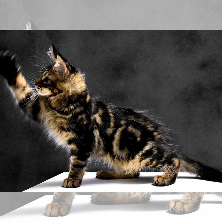 Мейн-кун котёнок