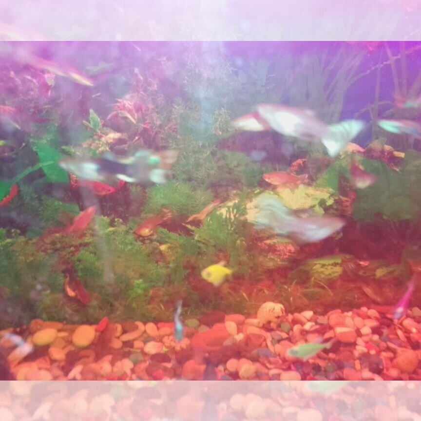 Аквариумные рыбки гуппи