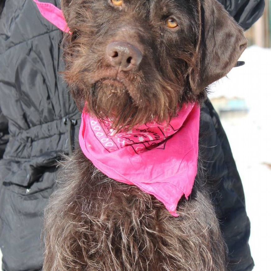 Девочка драатхар была предана и брошена