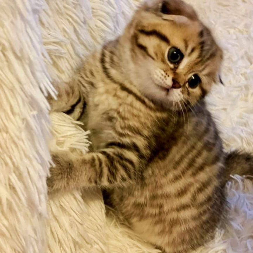 Шотландские тигрята