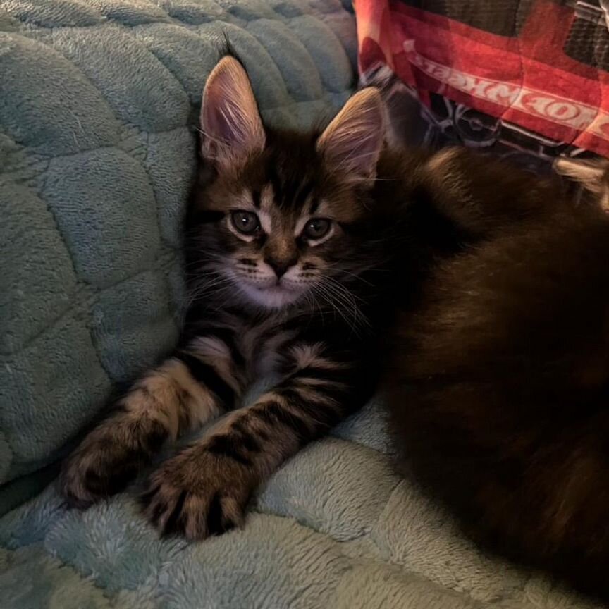 Котята мейн-кун