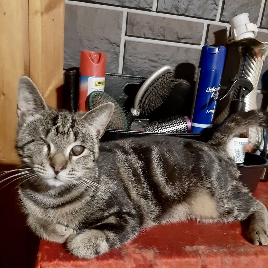 Кошка ищет дом