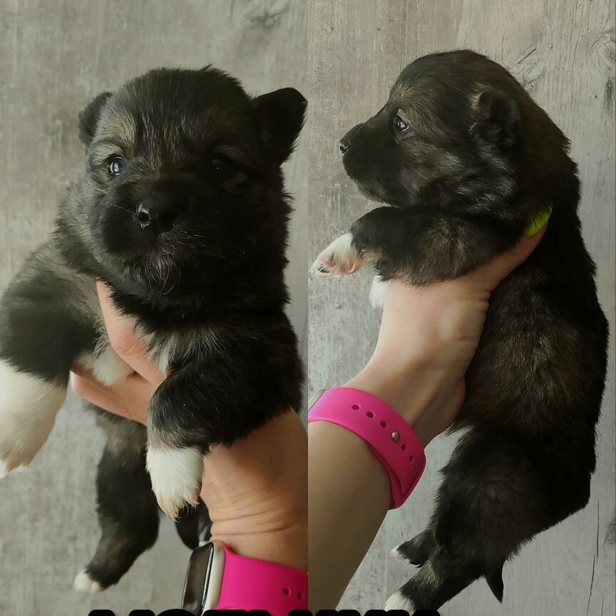 Щенки бесплатно