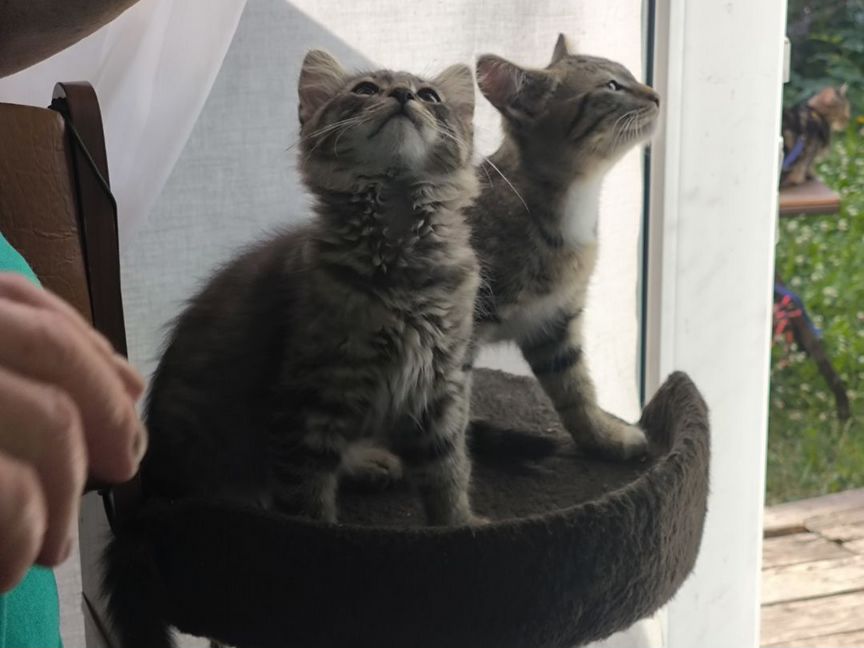 Котятам нужна любящая семья