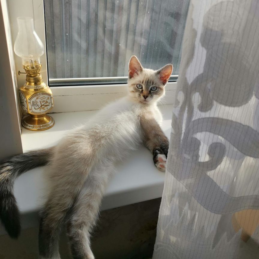 Сиамская кошечка