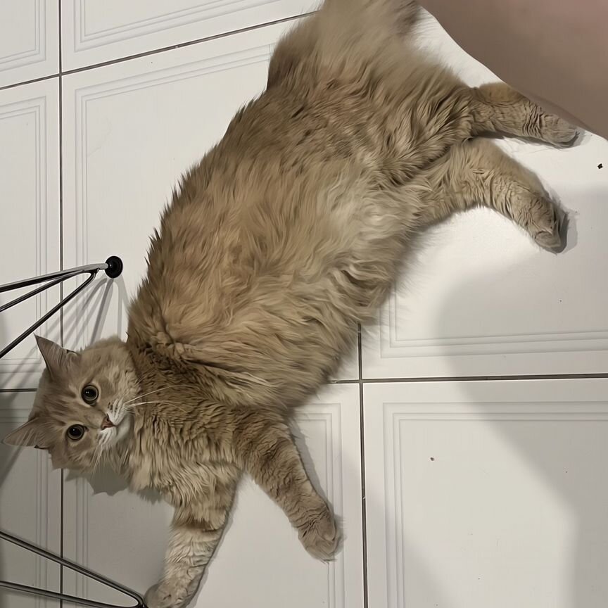 Взрослый кот в добрые руки