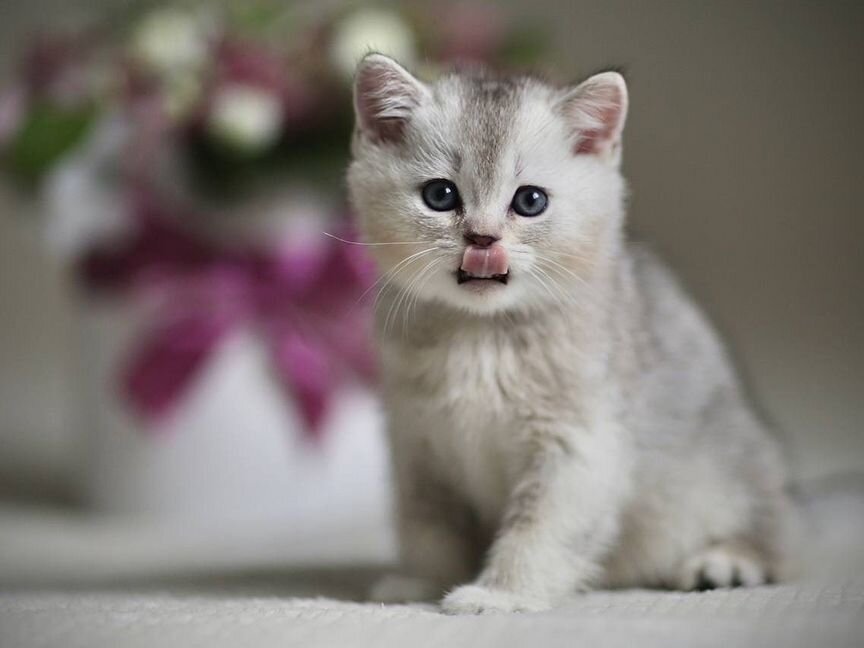 Шотландские котята серебристая шиншилла