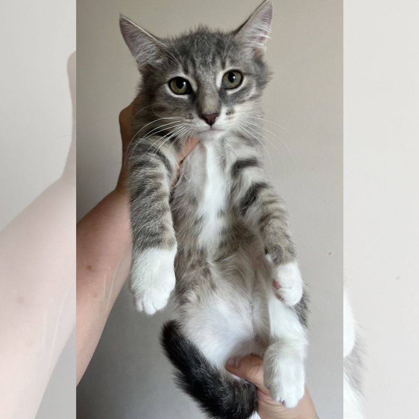 Котенок девочка бесплатно