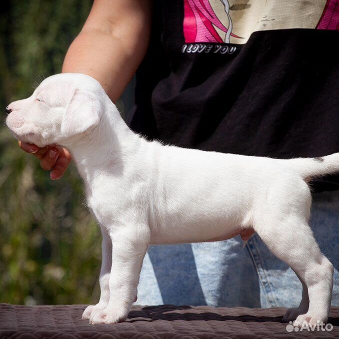 Щенок аргентинского дога