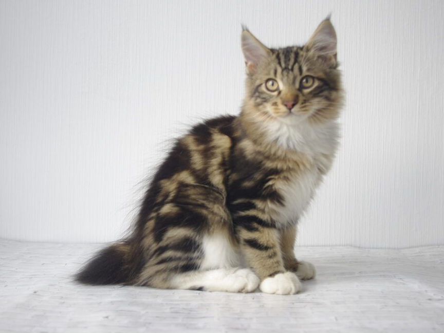 Котята курильского бобтейла