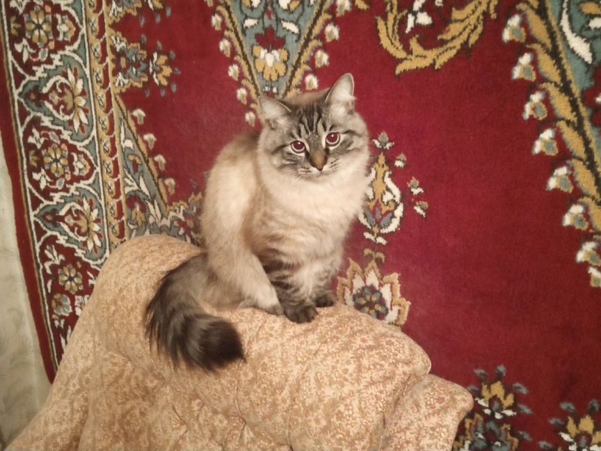 Отдам кота в добрые руки