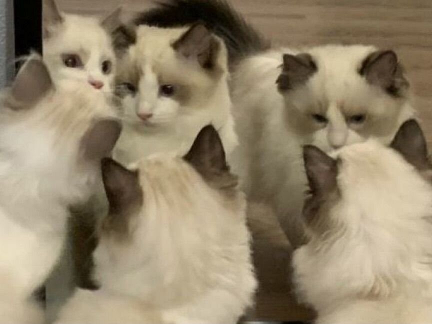 Котята с бесконечным запасом ласки