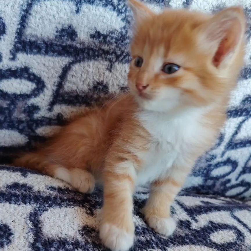 Котёнок в добрые руки