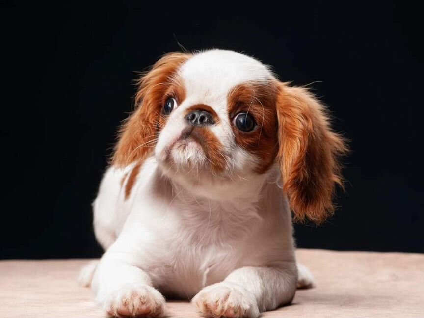 Кинг чарльз спаниель