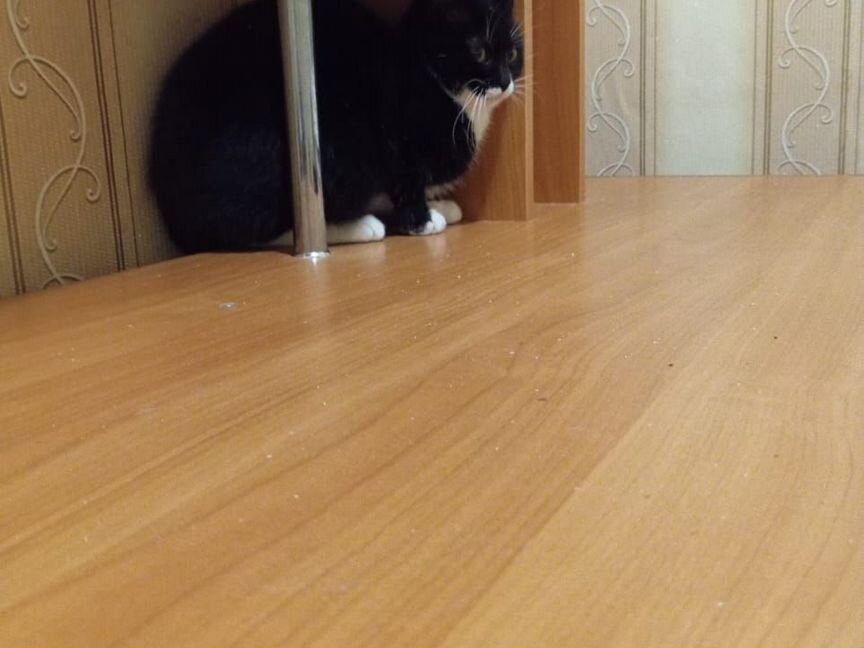 Котёнок ищет добрых хозяев