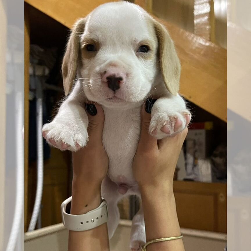 Щенки бигль биколор