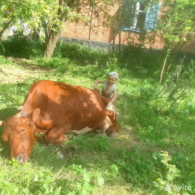 Продается корова