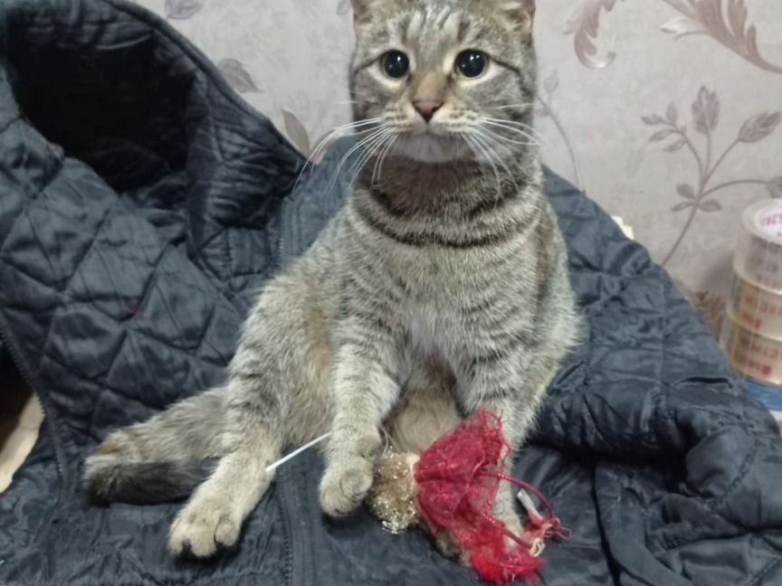 Ищем дом и любящих хозяев