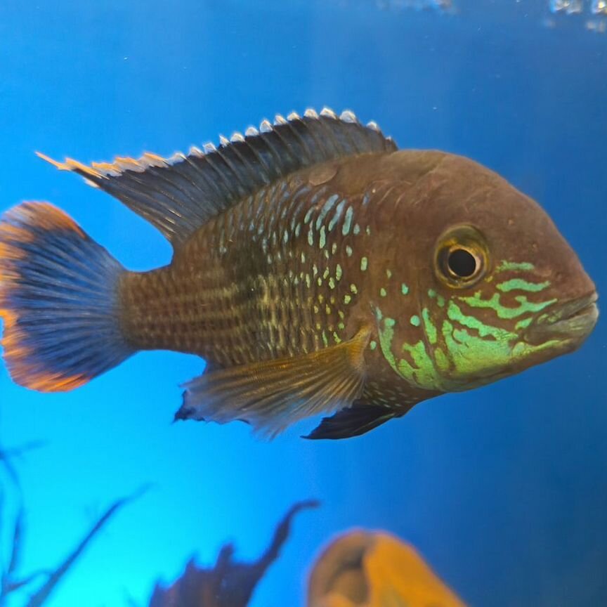 Акара бирюзовая самка