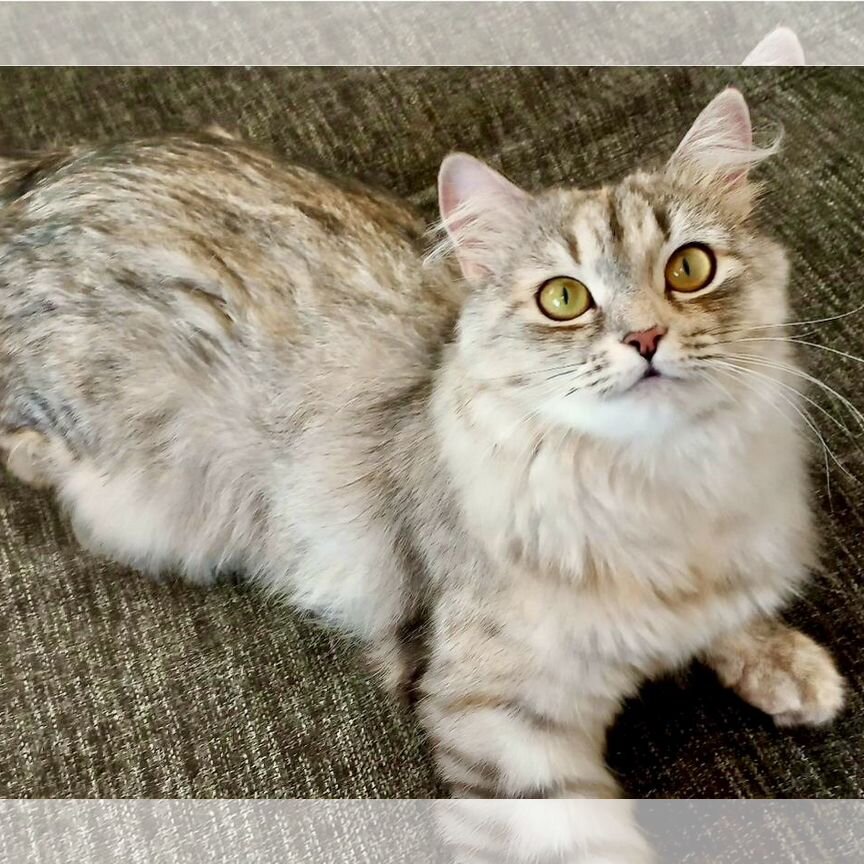 Сибирская, взрослая кошка