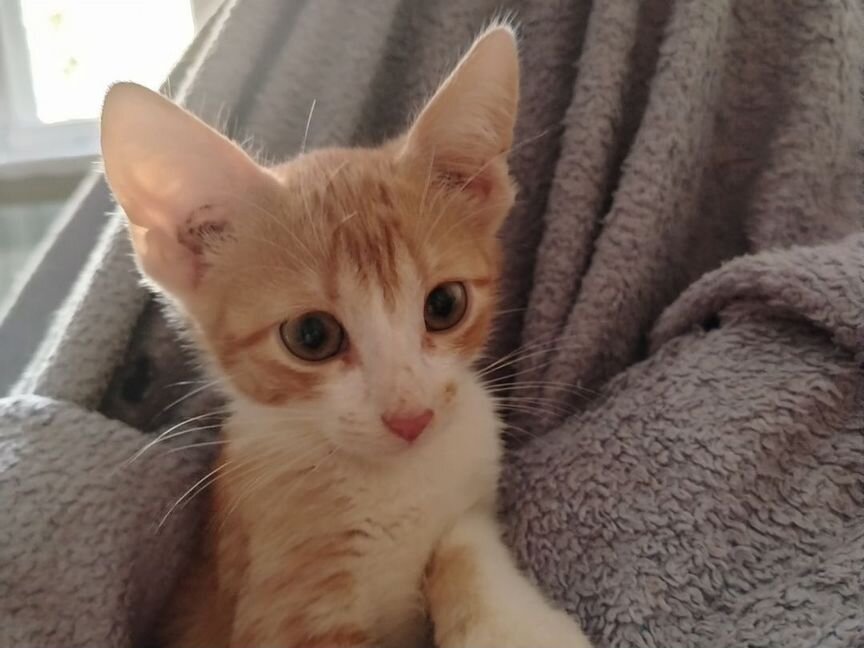 Отдам котенка в добрые руки