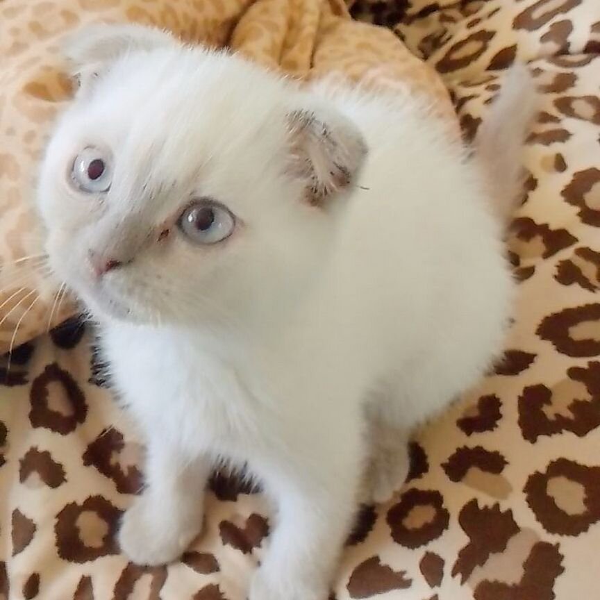 Британские вислоухие котята