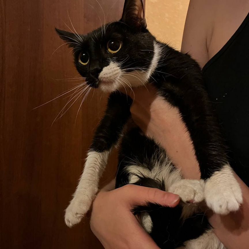 Кошки в добрые руки бесплатно