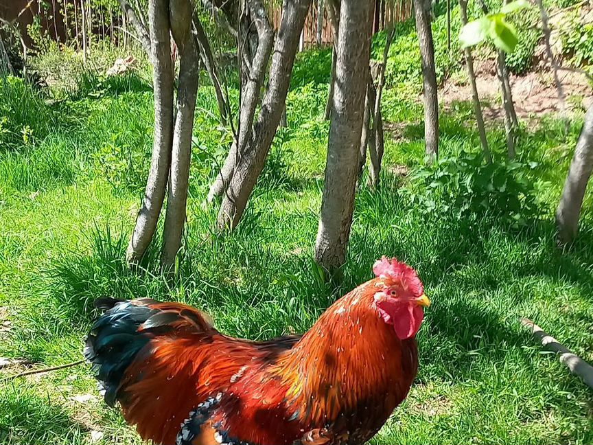 Красивый рыжий петушок. Вылупился в августе 2023
