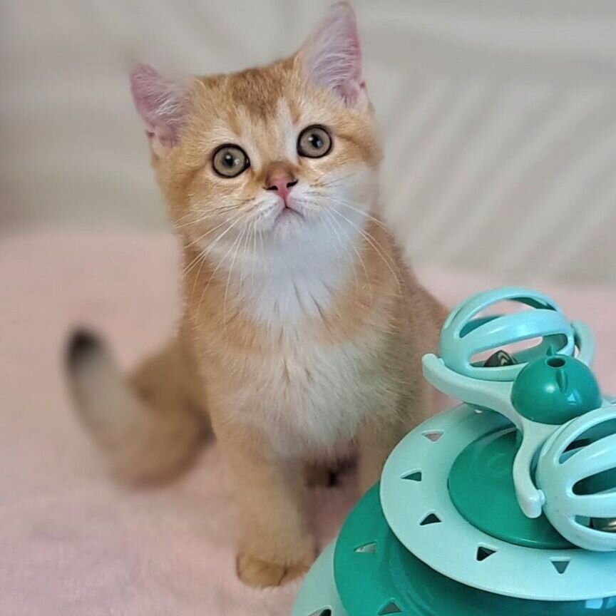 Шотландский прямоухий короткошёрстный котёнок